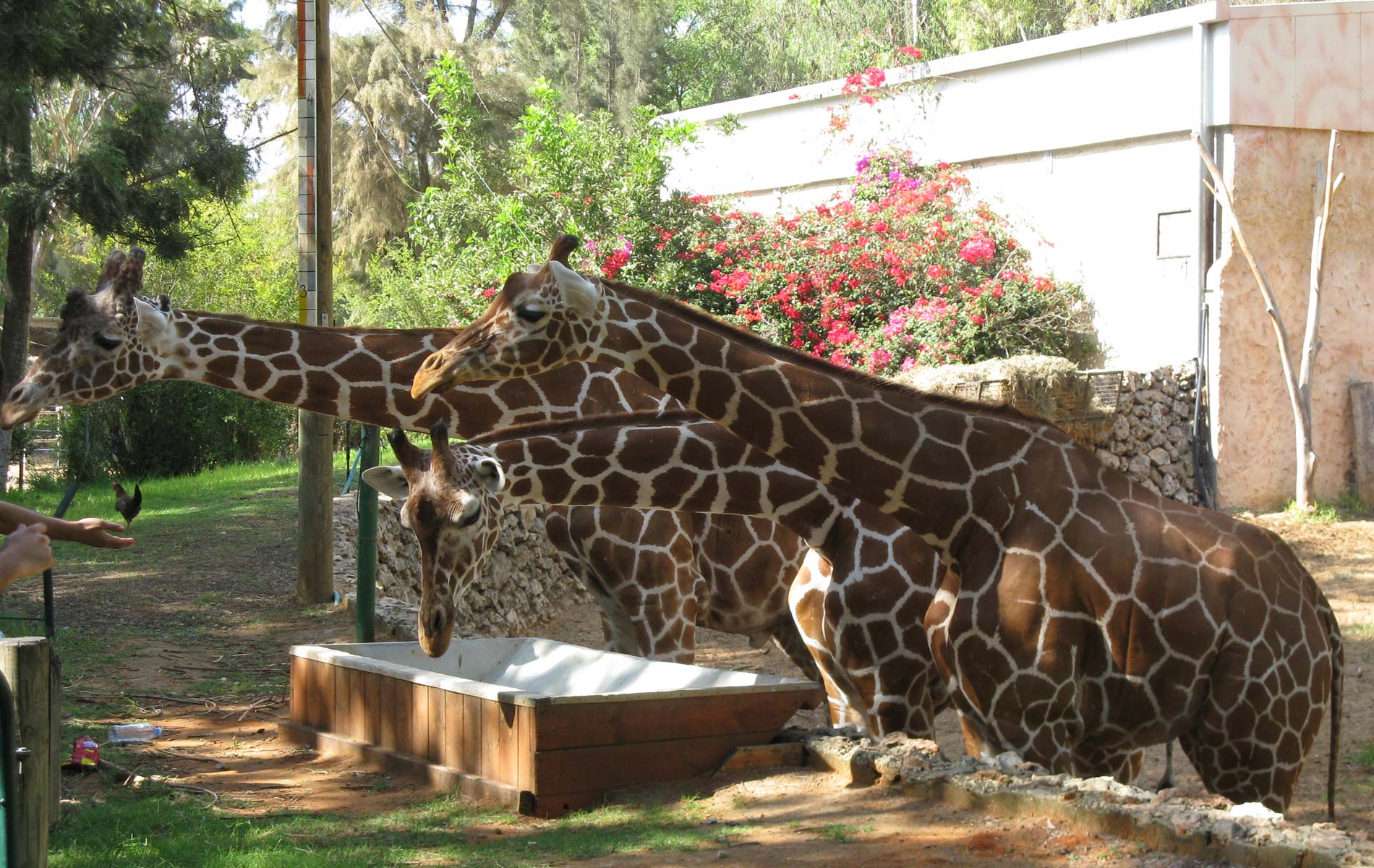 Safari Ramat Gan | Herzliya Marina Guide